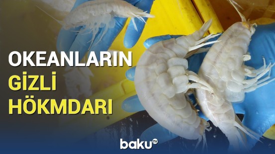 Planetin ən geniş yayılmış canlısı tapıldı | Baku.TV